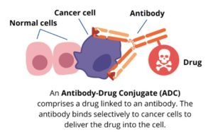 First Made-in-Singapore Antibody-Drug Conjugate (ADC) Approved to Enter ...
